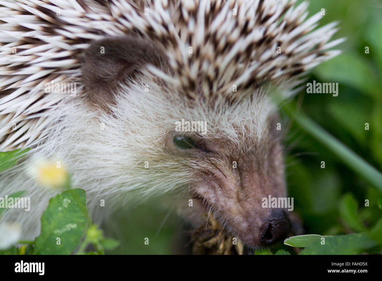Close up of hedgehog feet hi-res stock photography and images - Alamy