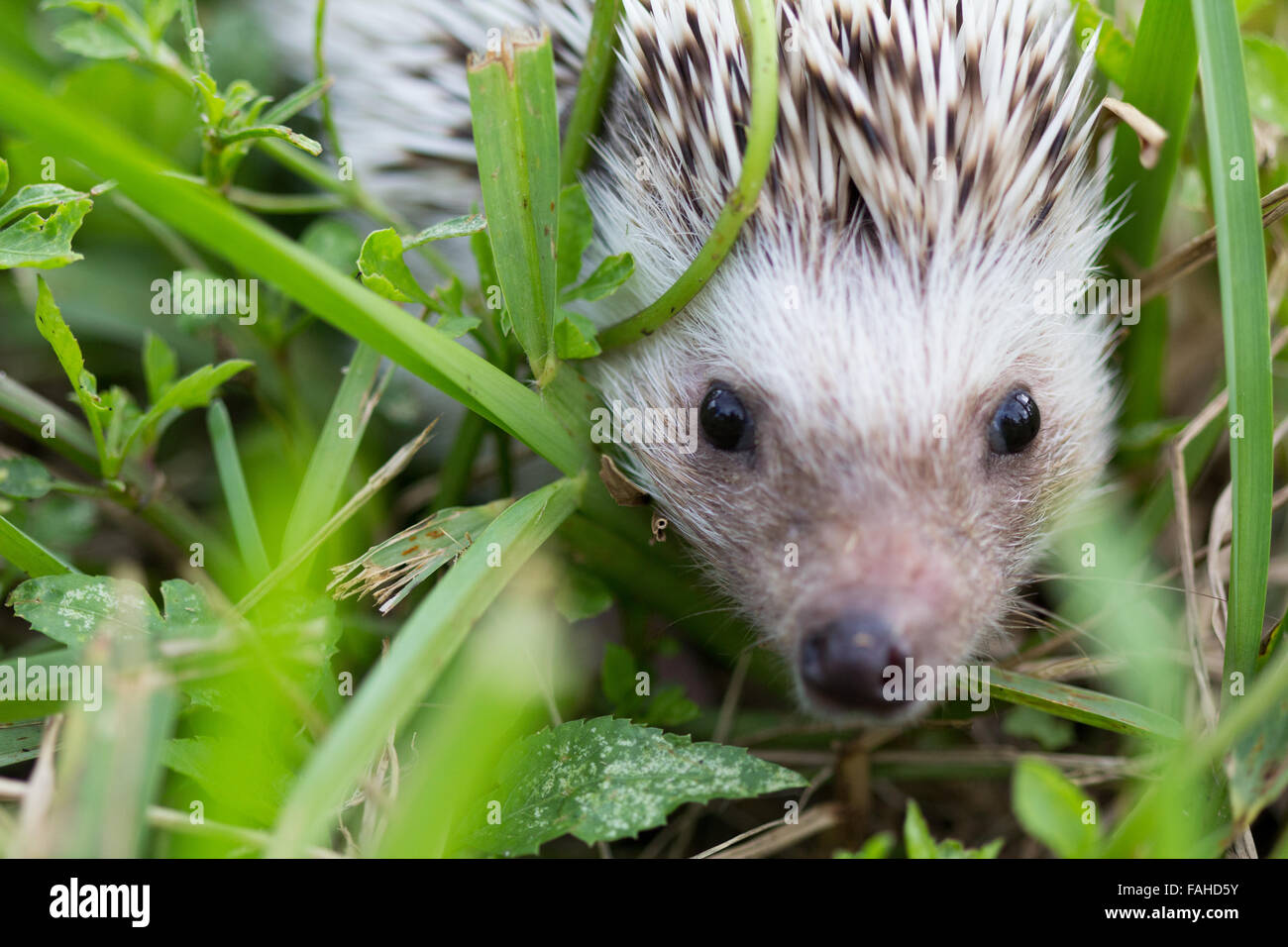 Close up of hedgehog feet hi-res stock photography and images - Alamy