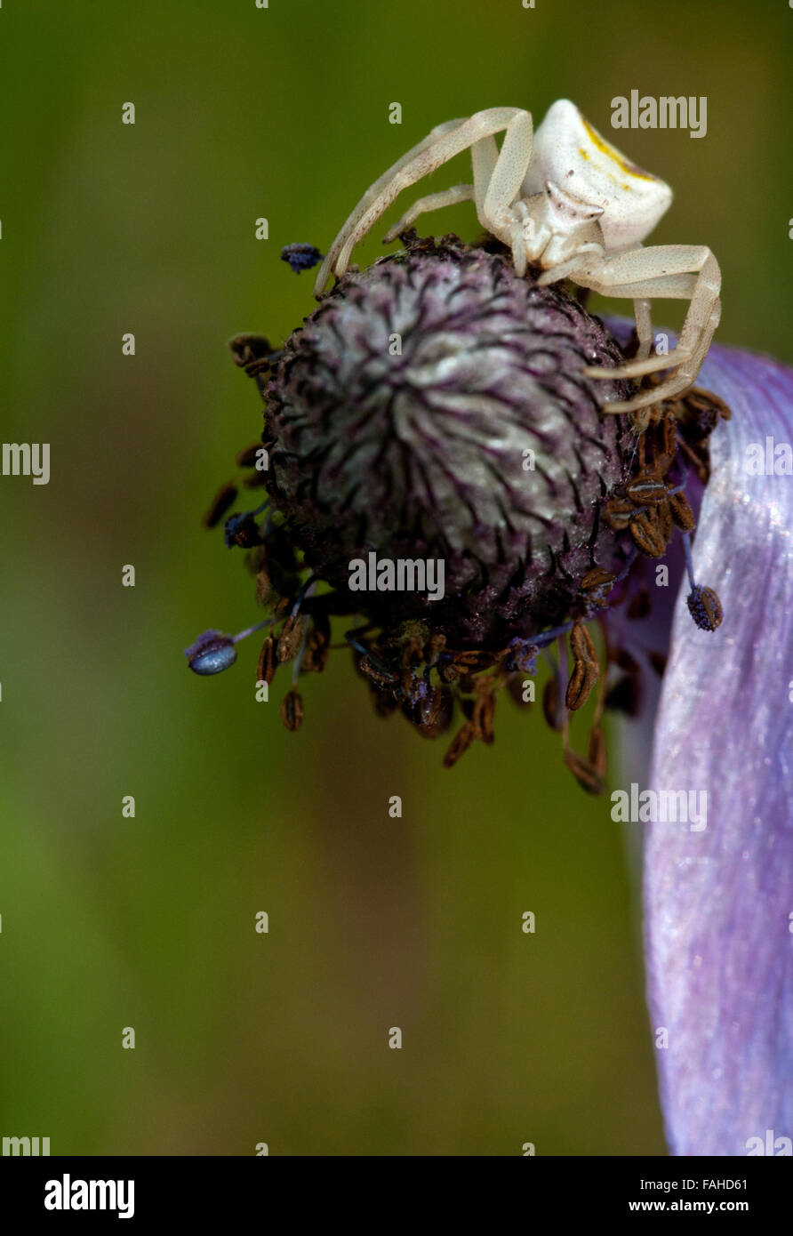 Closeup of a small white spider insect resting on a flower Stock Photo ...