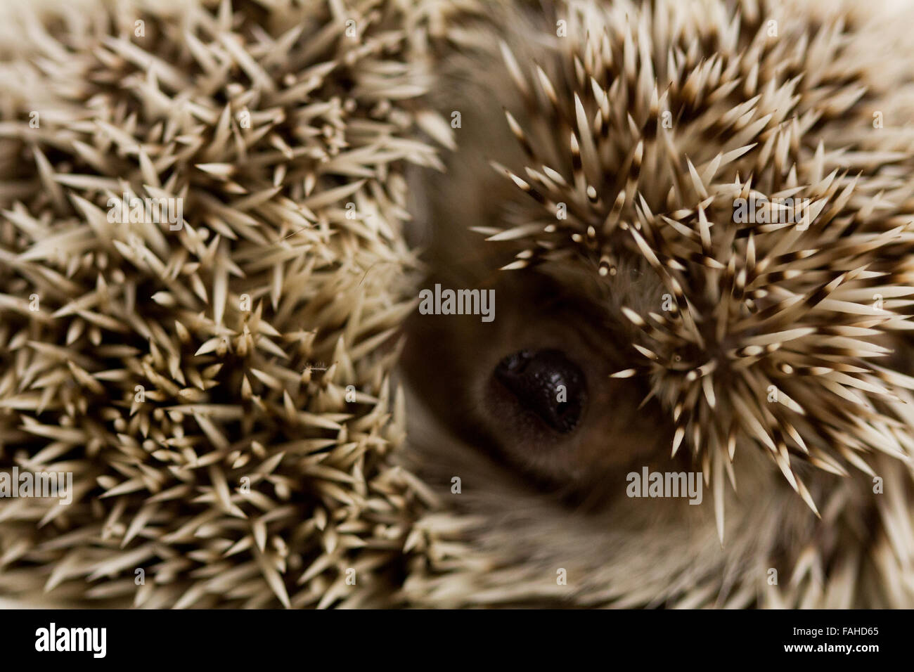African Pygmy Hedgehog curled up Stock Photo - Alamy
