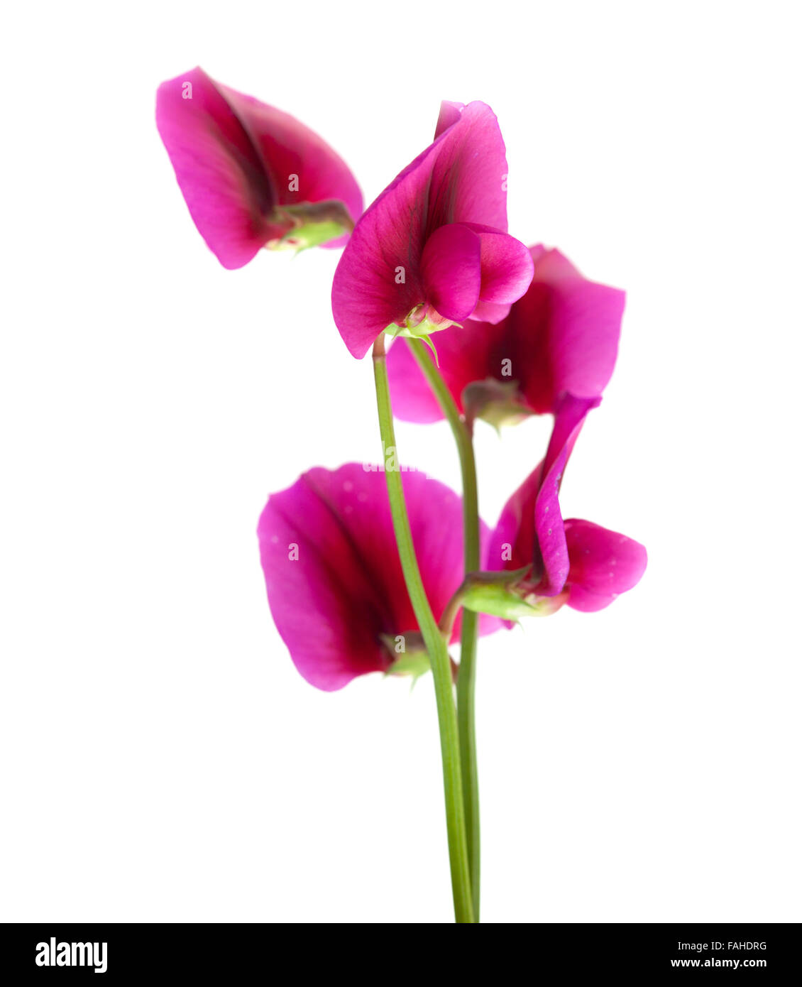 Tangier Cut Out Stock Images & Pictures - Alamy