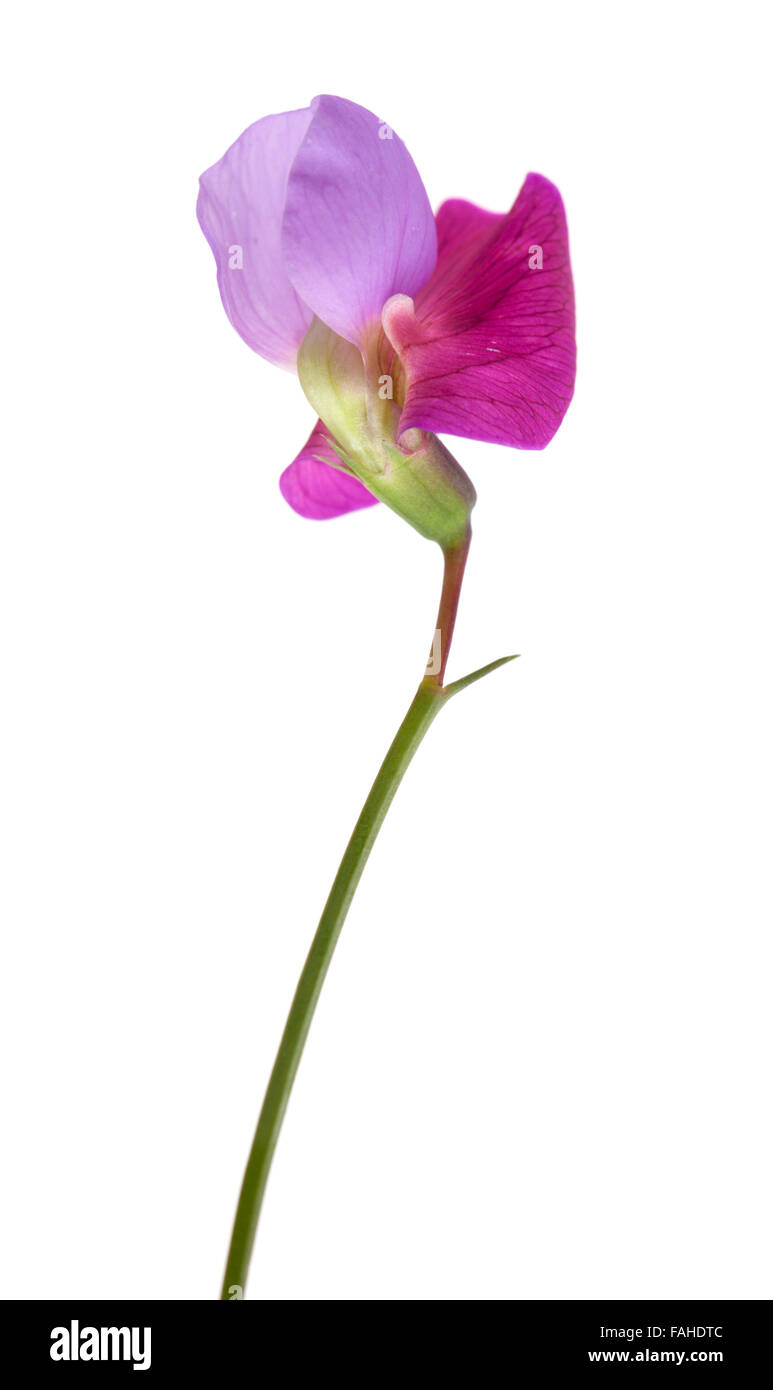 flowers of Lathyrus clymenum, Spanish vetchling, isolated on white ...