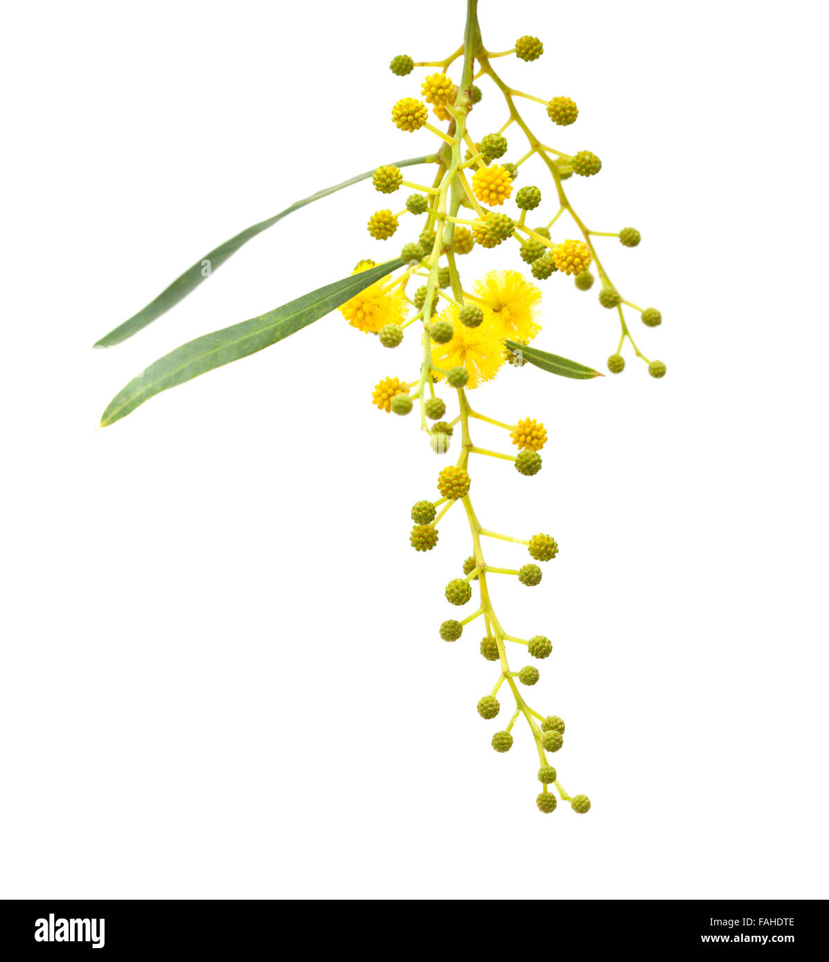 yellow fluffy flowers of Acacia cyanophylla isolated on white Stock ...