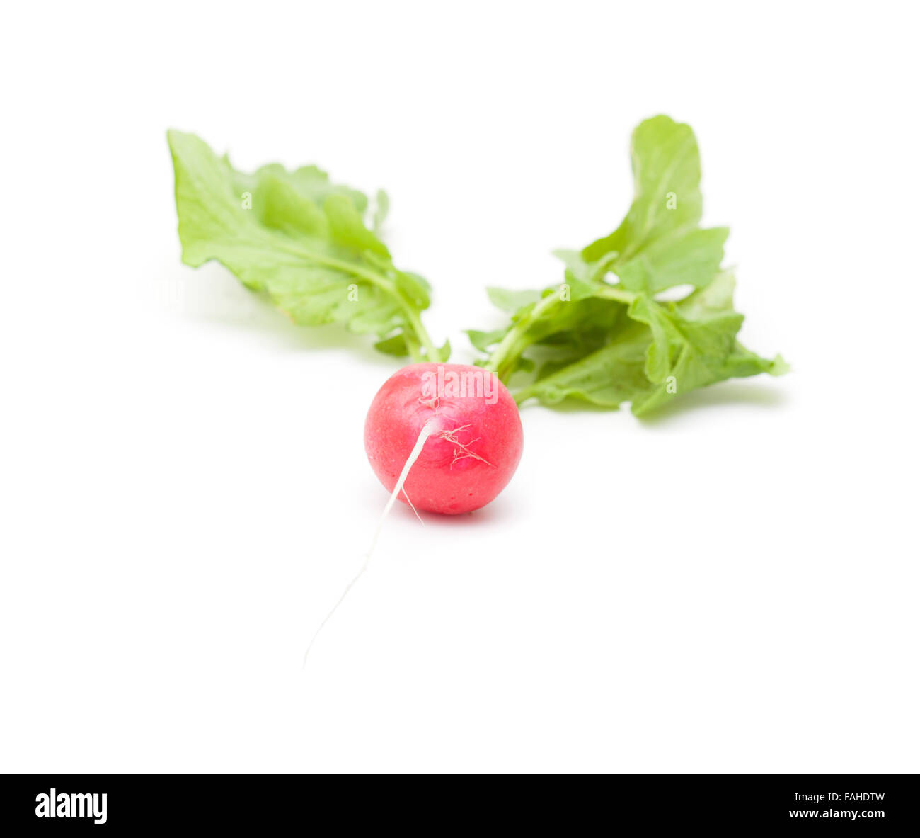 single fresh wet radish isolated on white background Stock Photo - Alamy