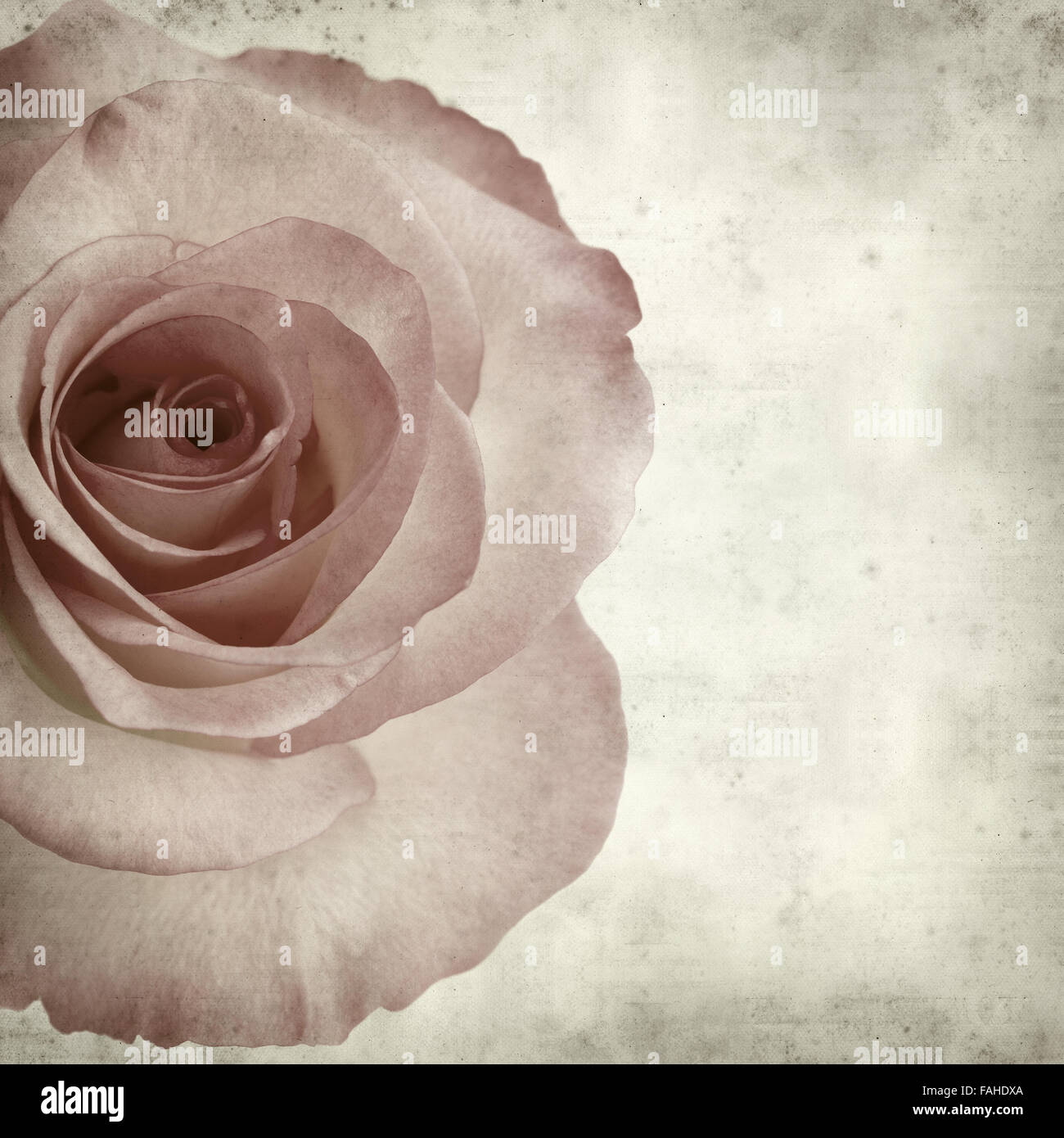 textured old paper background with gentle pink rose Stock Photo - Alamy