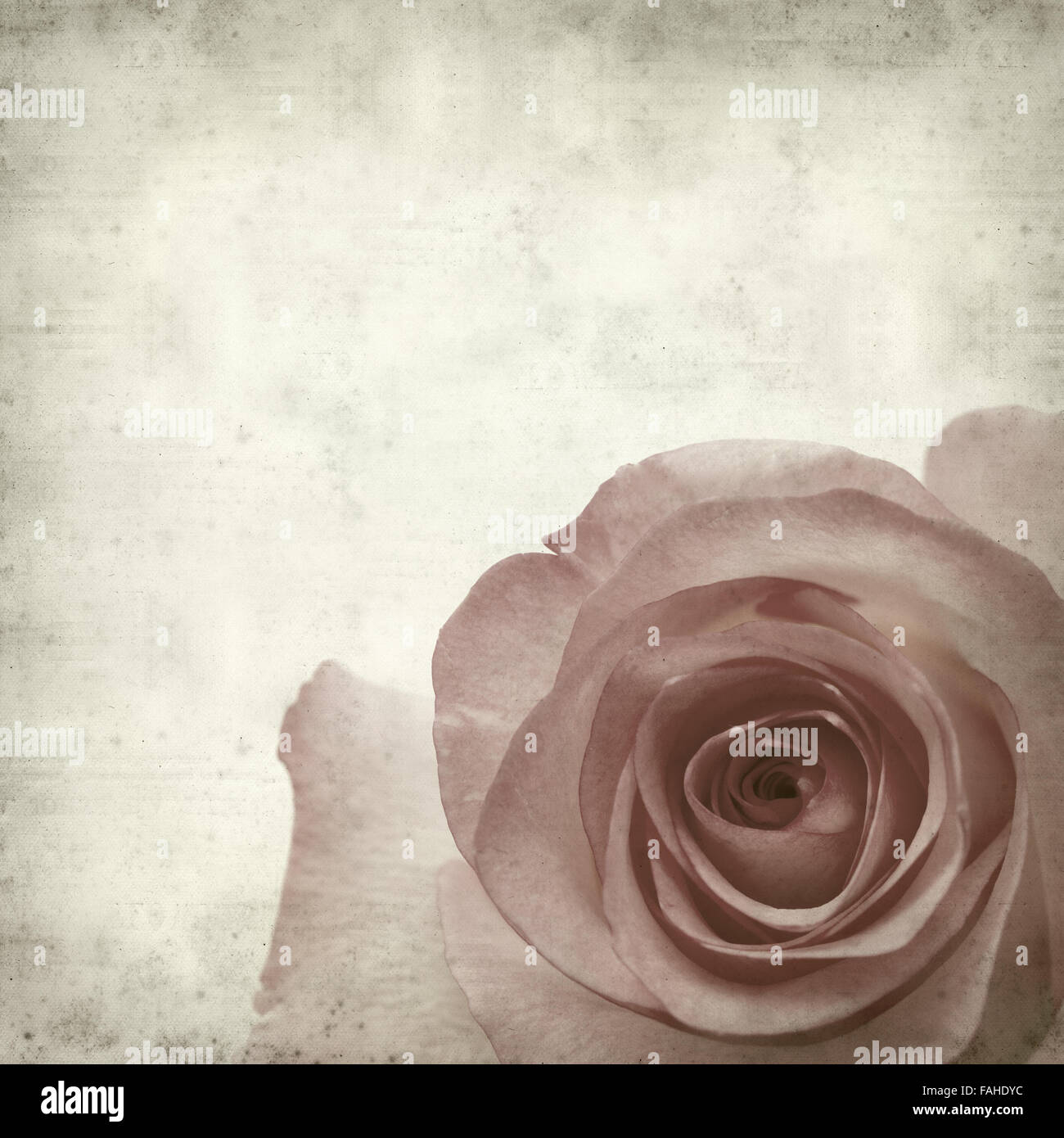 textured old paper background with gentle pink rose Stock Photo - Alamy