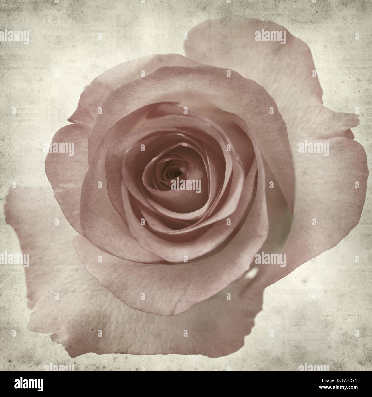textured old paper background with gentle pink rose Stock Photo - Alamy