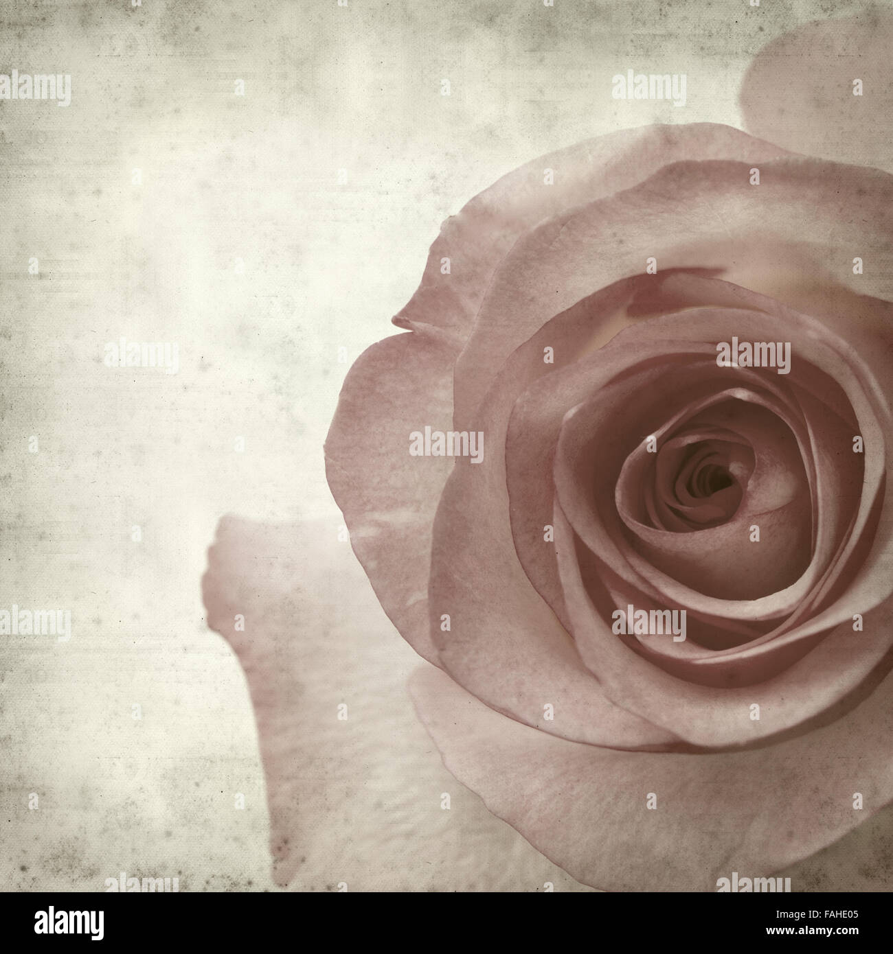 textured old paper background with gentle pink rose Stock Photo - Alamy
