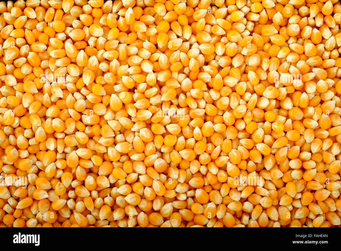 corn seeds background Stock Photo - Alamy