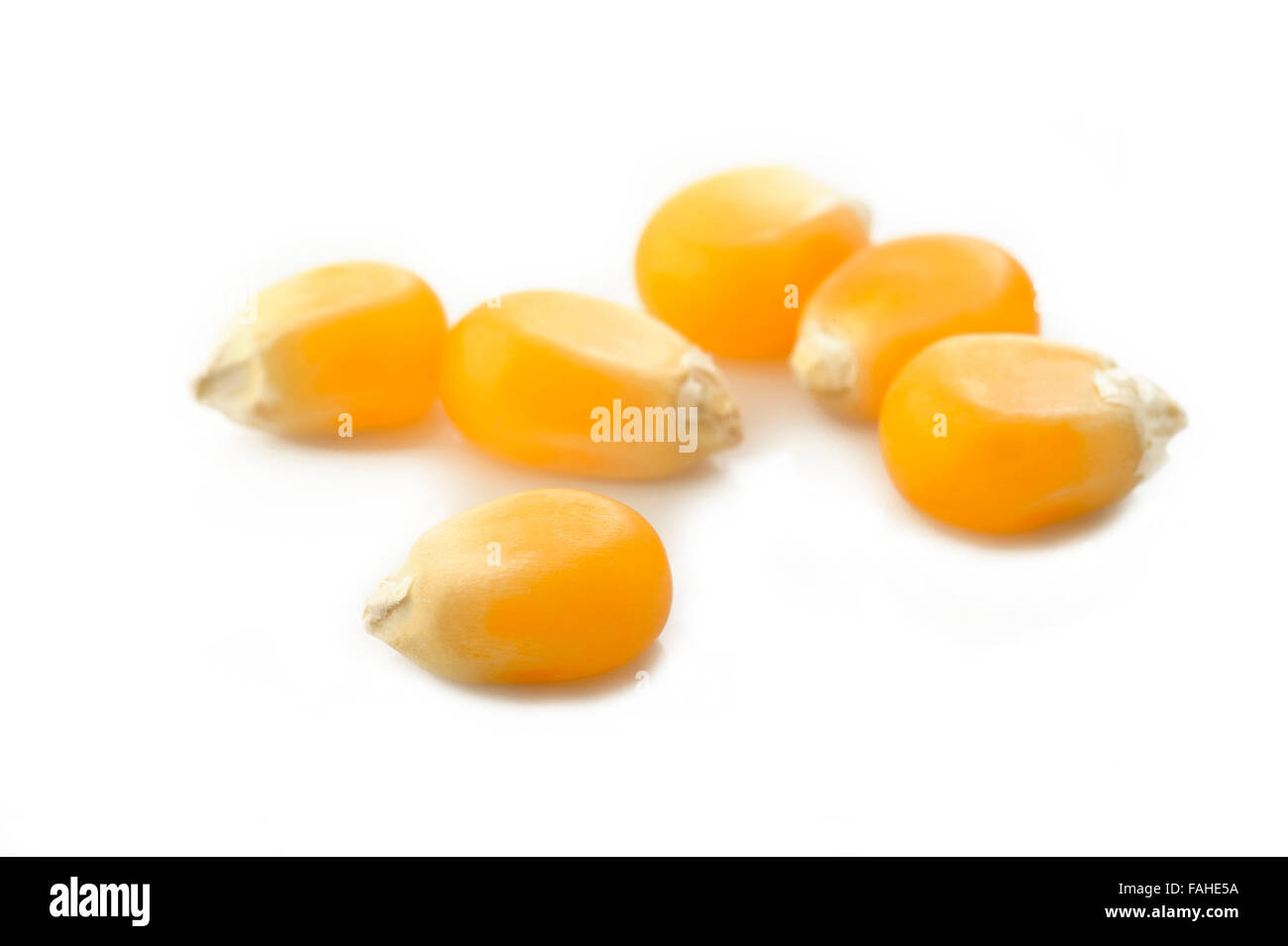 Corn seeds on white background Stock Photo - Alamy