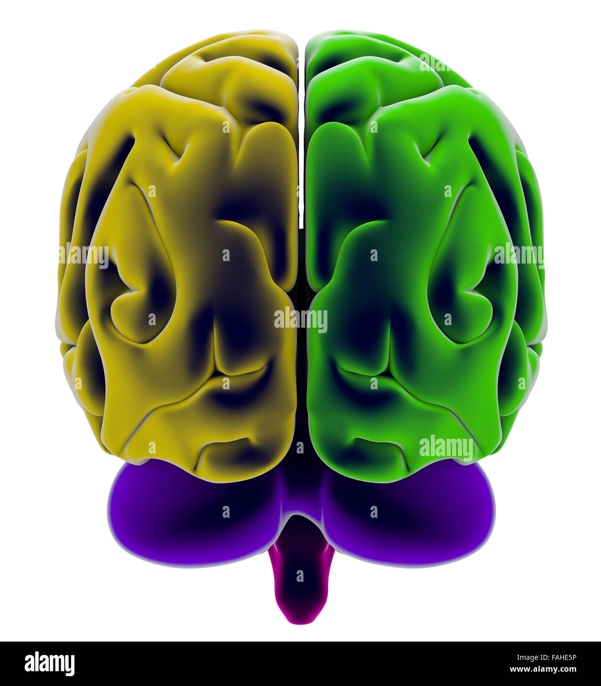 Brain, section, division, cutting parts, anatomy study Stock Photo - Alamy