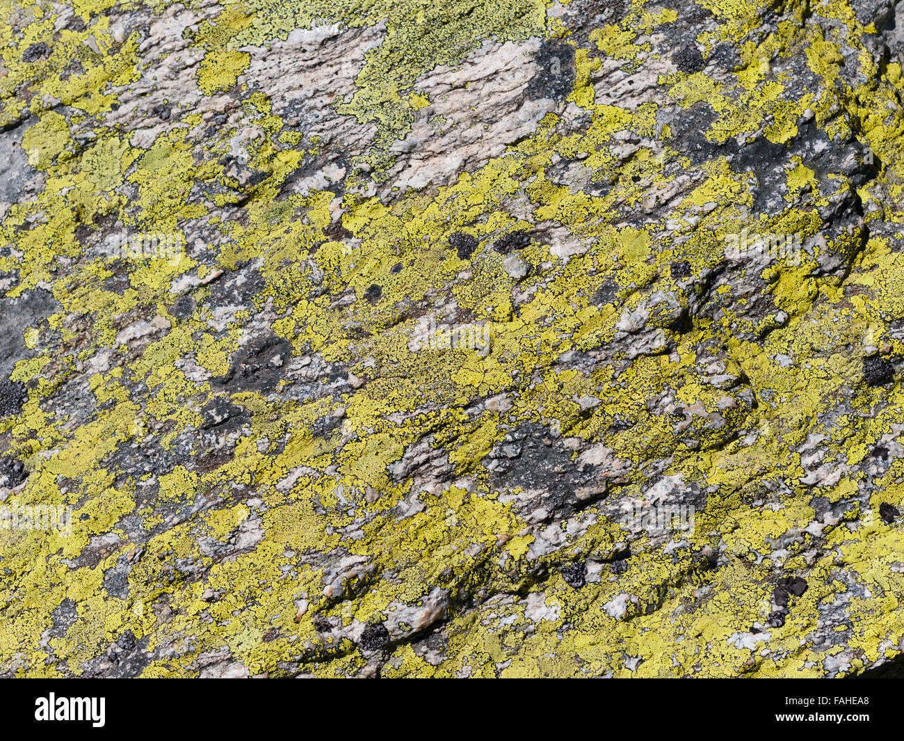Vivid colored lichen on a rock Stock Photo - Alamy