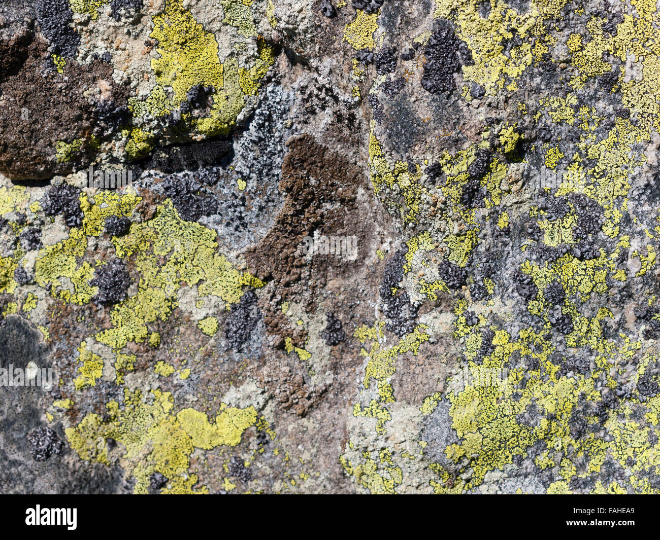 Irish lichen hi-res stock photography and images - Alamy
