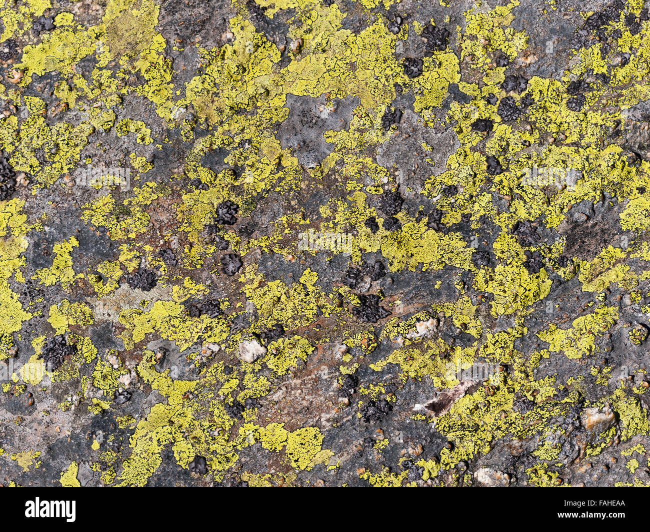 Vivid colored lichen on a rock Stock Photo - Alamy