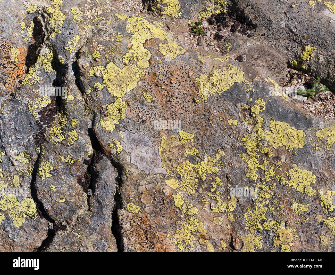 Lichen colored hi-res stock photography and images - Alamy