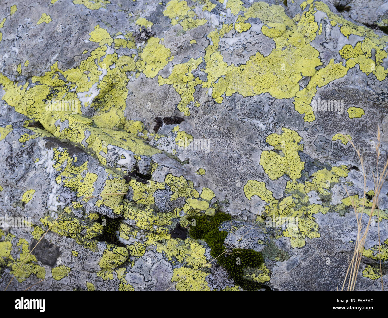 Lichen colored hi-res stock photography and images - Alamy