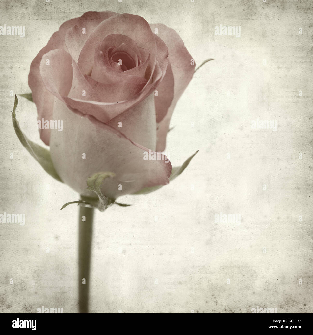 textured old paper background with gentle pik rose flower Stock Photo ...