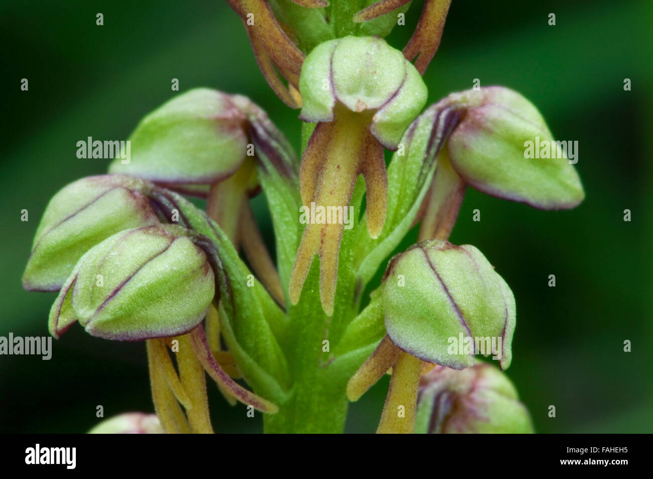 Man Orchid (Orchis anthropophora / Aceras anthropophorum) in flower ...