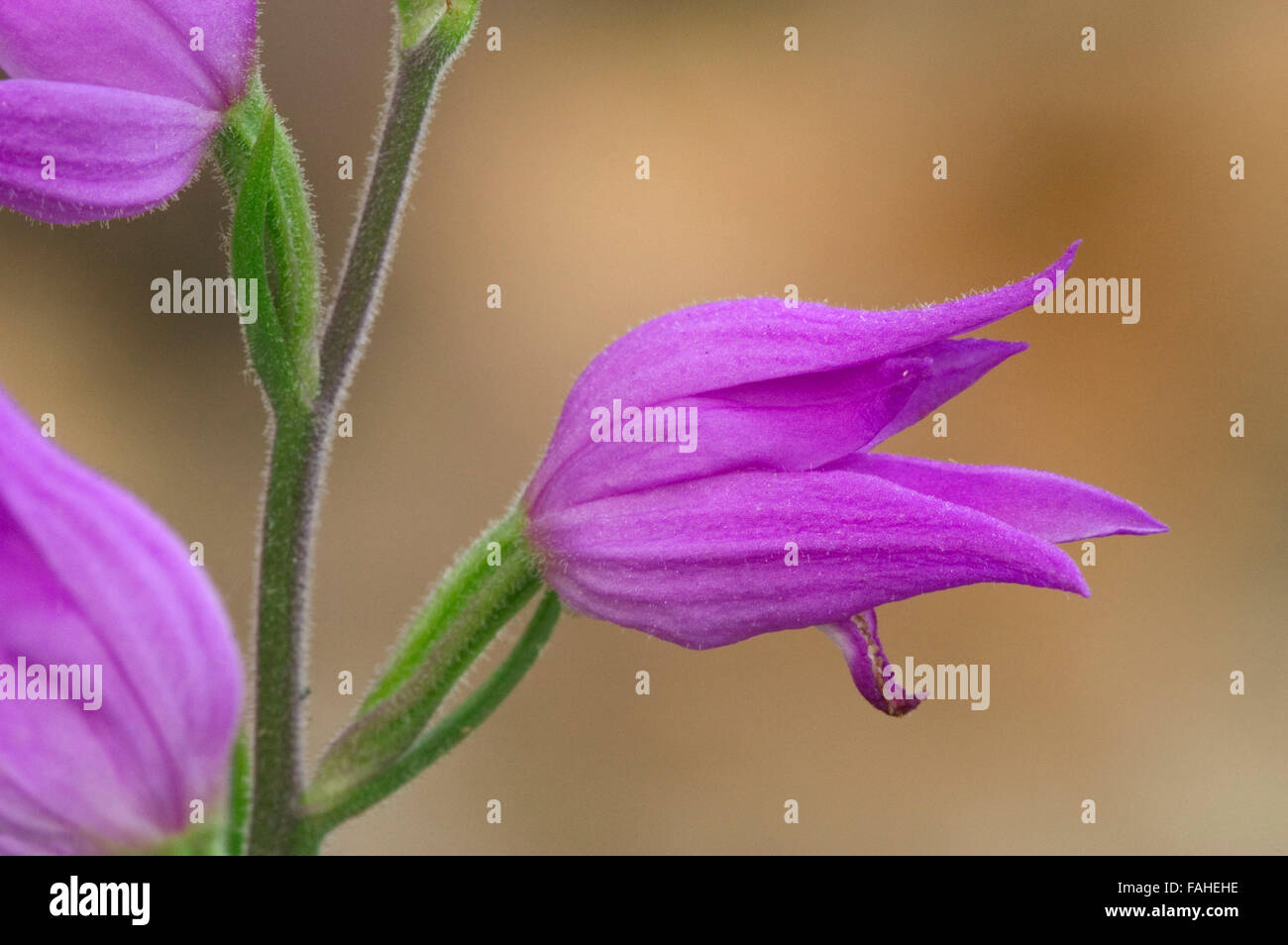 Red helleborine orchid (Cephalanthera rubra) in flower Stock Photo - Alamy