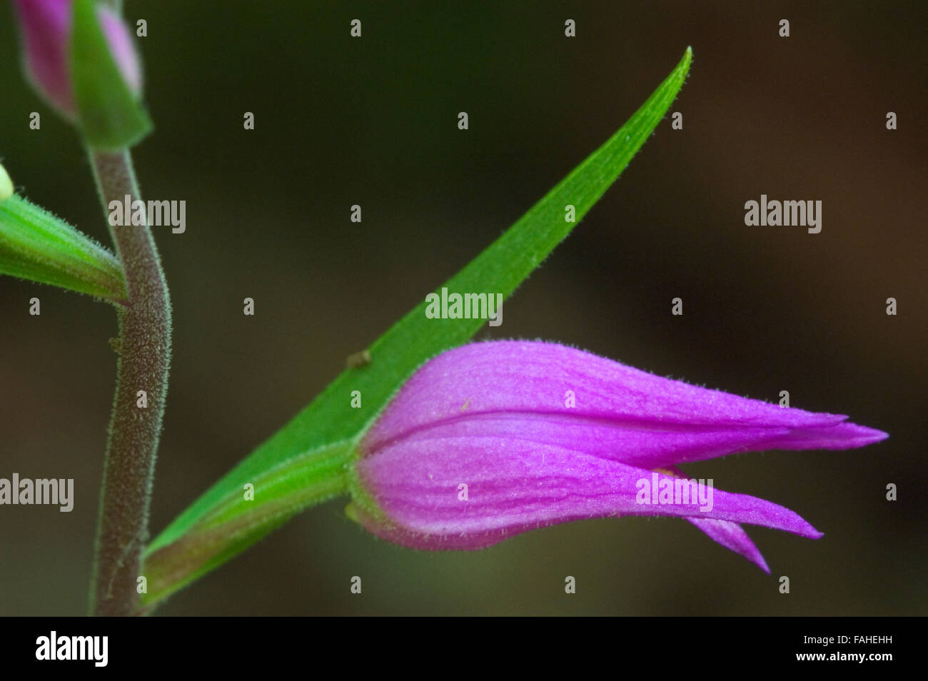 Red helleborine orchid (Cephalanthera rubra) in flower Stock Photo - Alamy