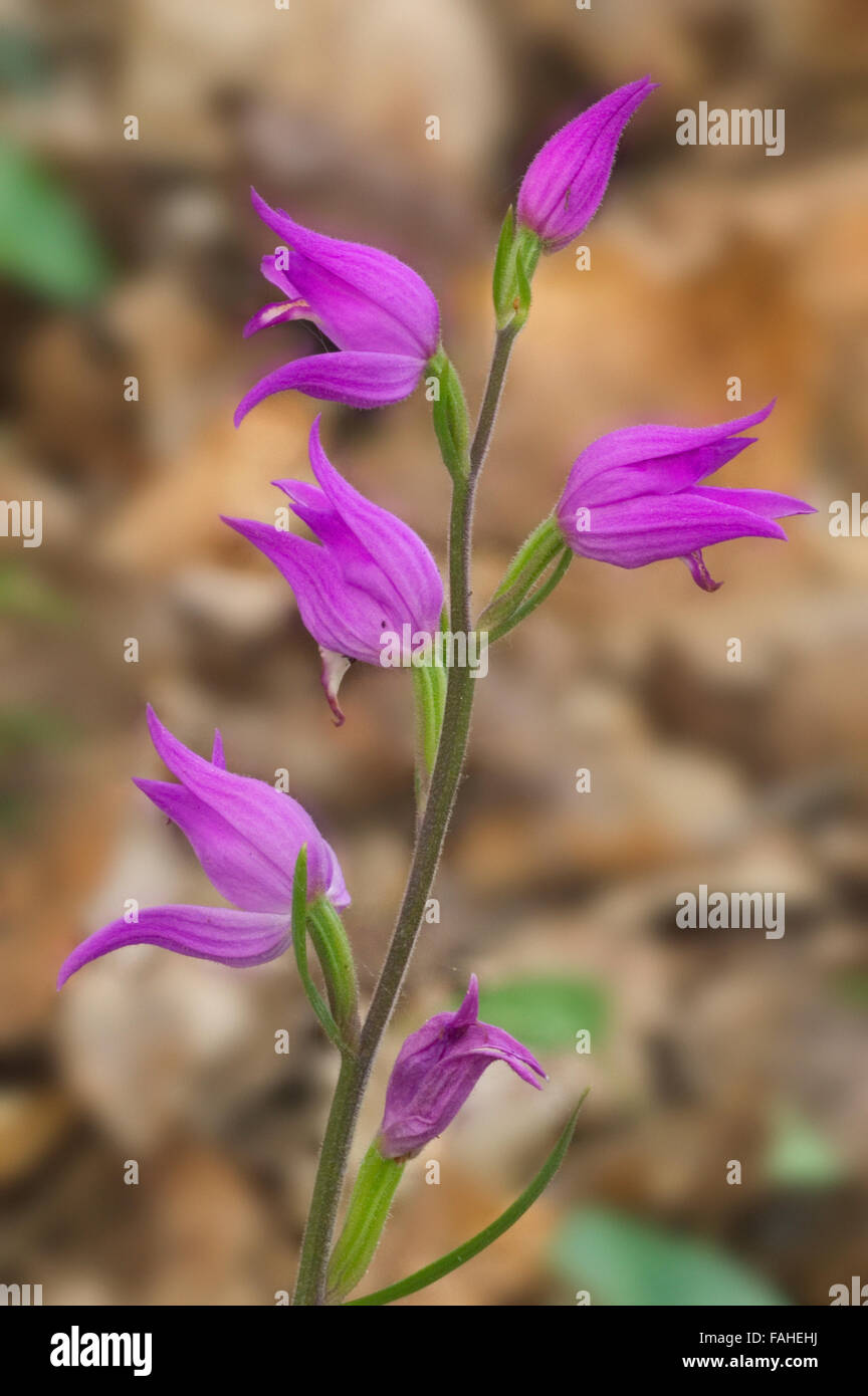 Red helleborine orchid (Cephalanthera rubra) in flower Stock Photo - Alamy