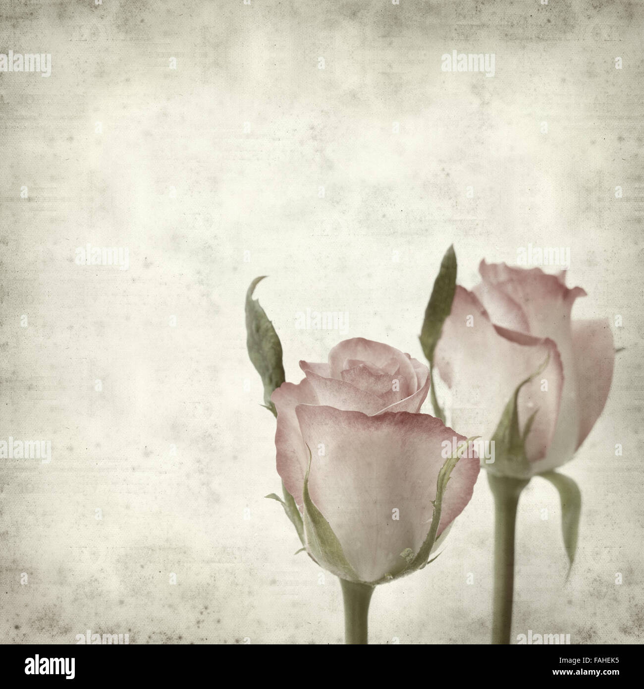 textured old paper background with gentle pik rose flower Stock Photo ...