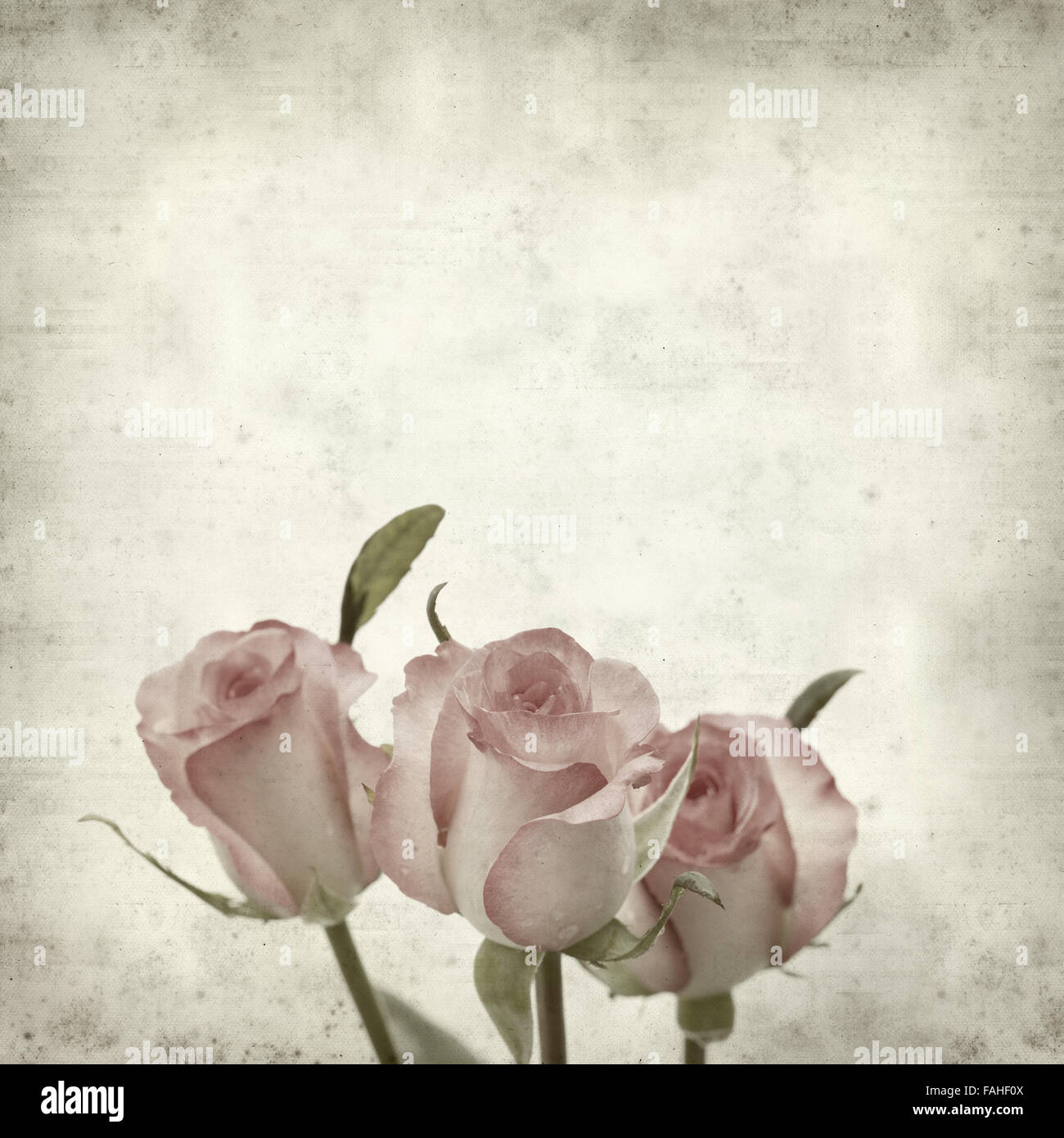 textured old paper background with gentle pik rose flower Stock Photo ...