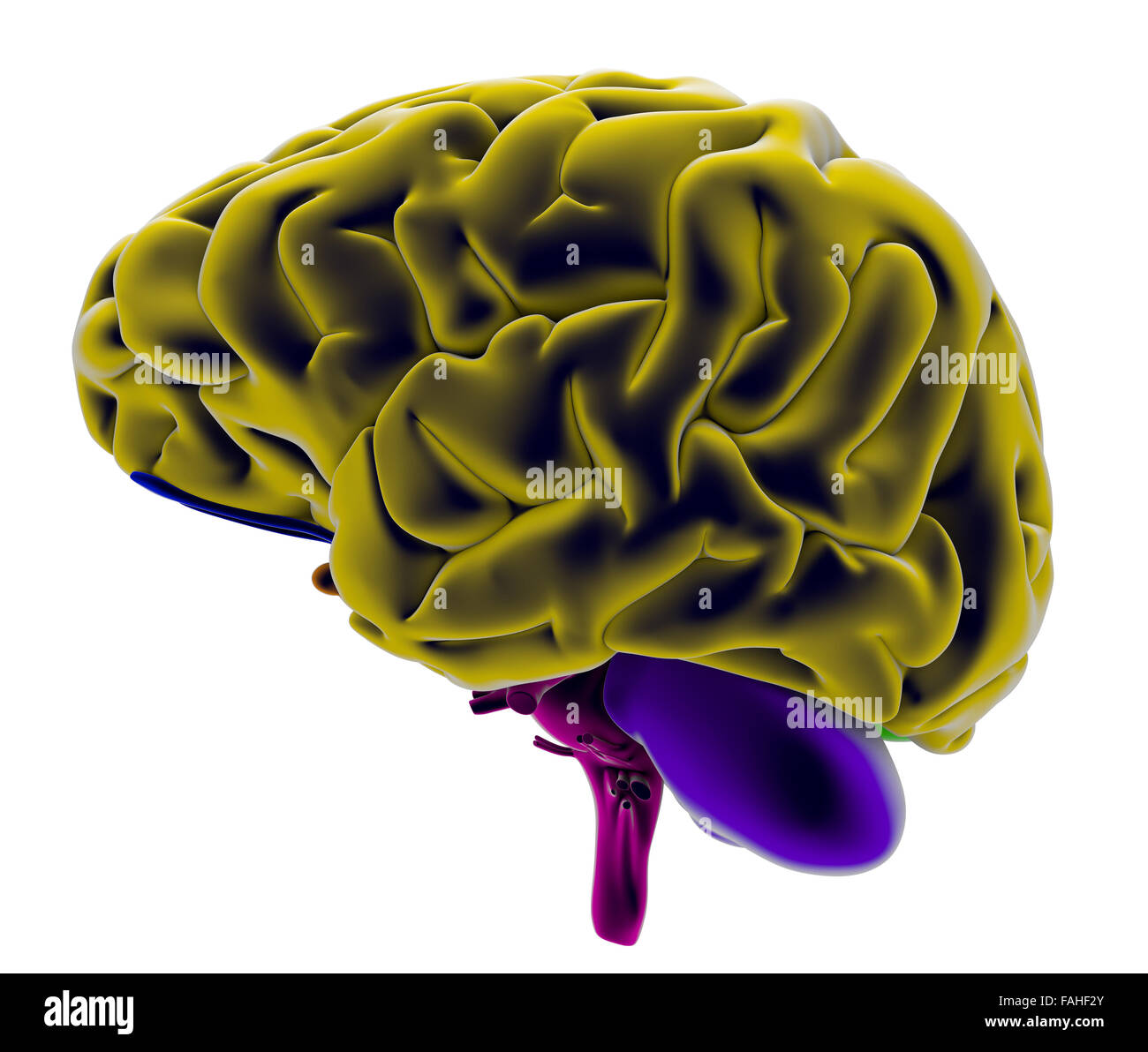 Brain, section, division, cutting parts, anatomy study Stock Photo - Alamy