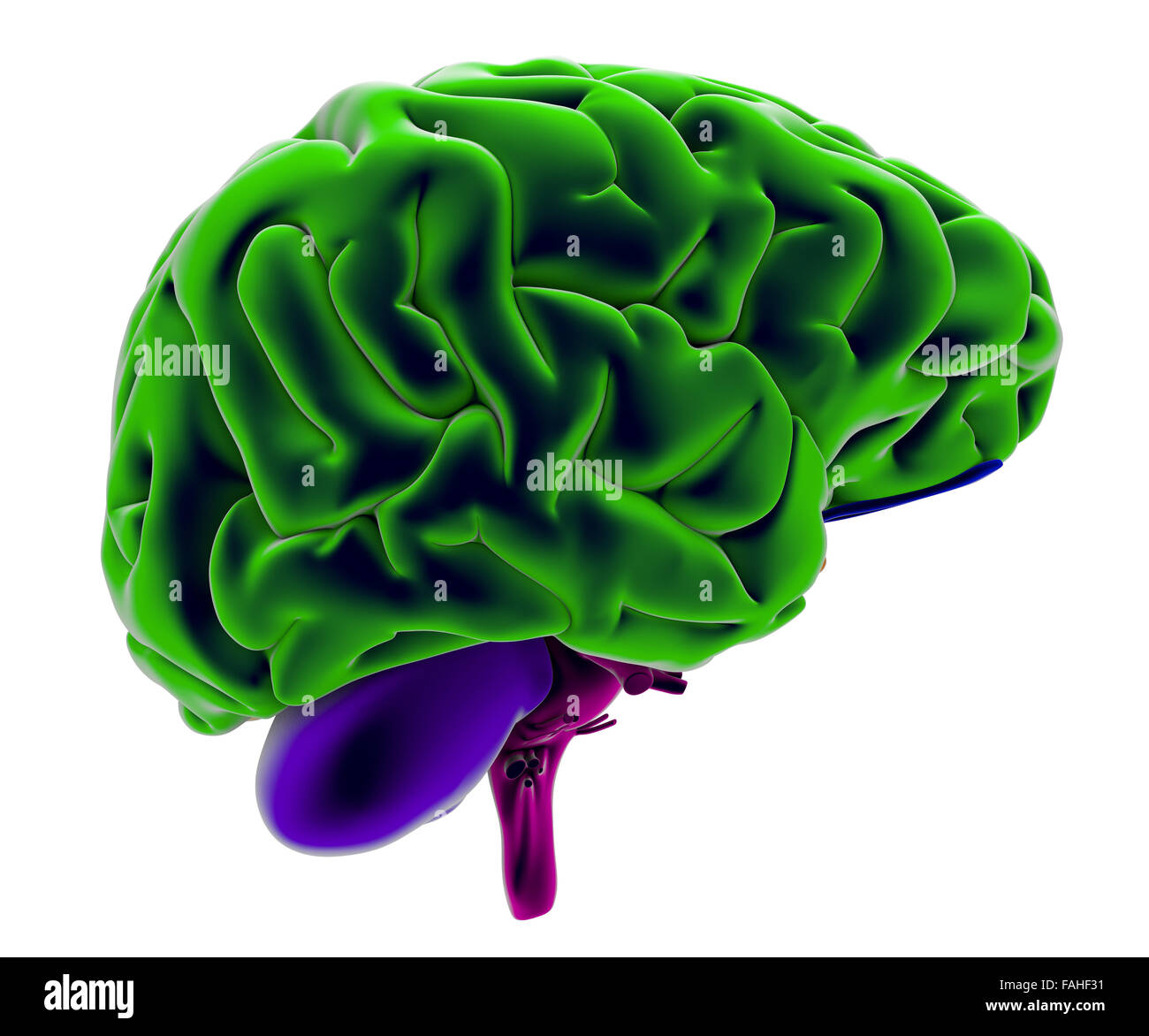 Brain, section, division, cutting parts, anatomy study Stock Photo - Alamy
