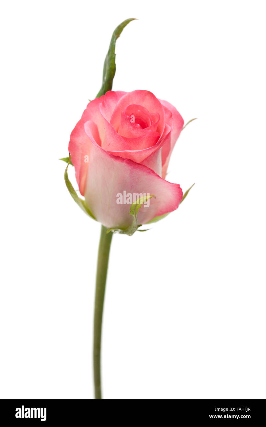 gentle pink rose flower isolated on white background Stock Photo - Alamy