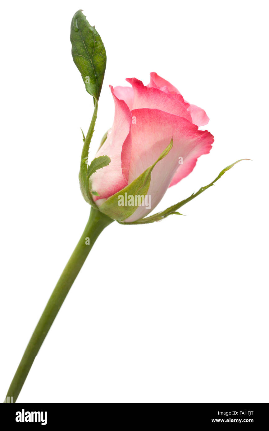 gentle pink rose flower isolated on white background Stock Photo - Alamy