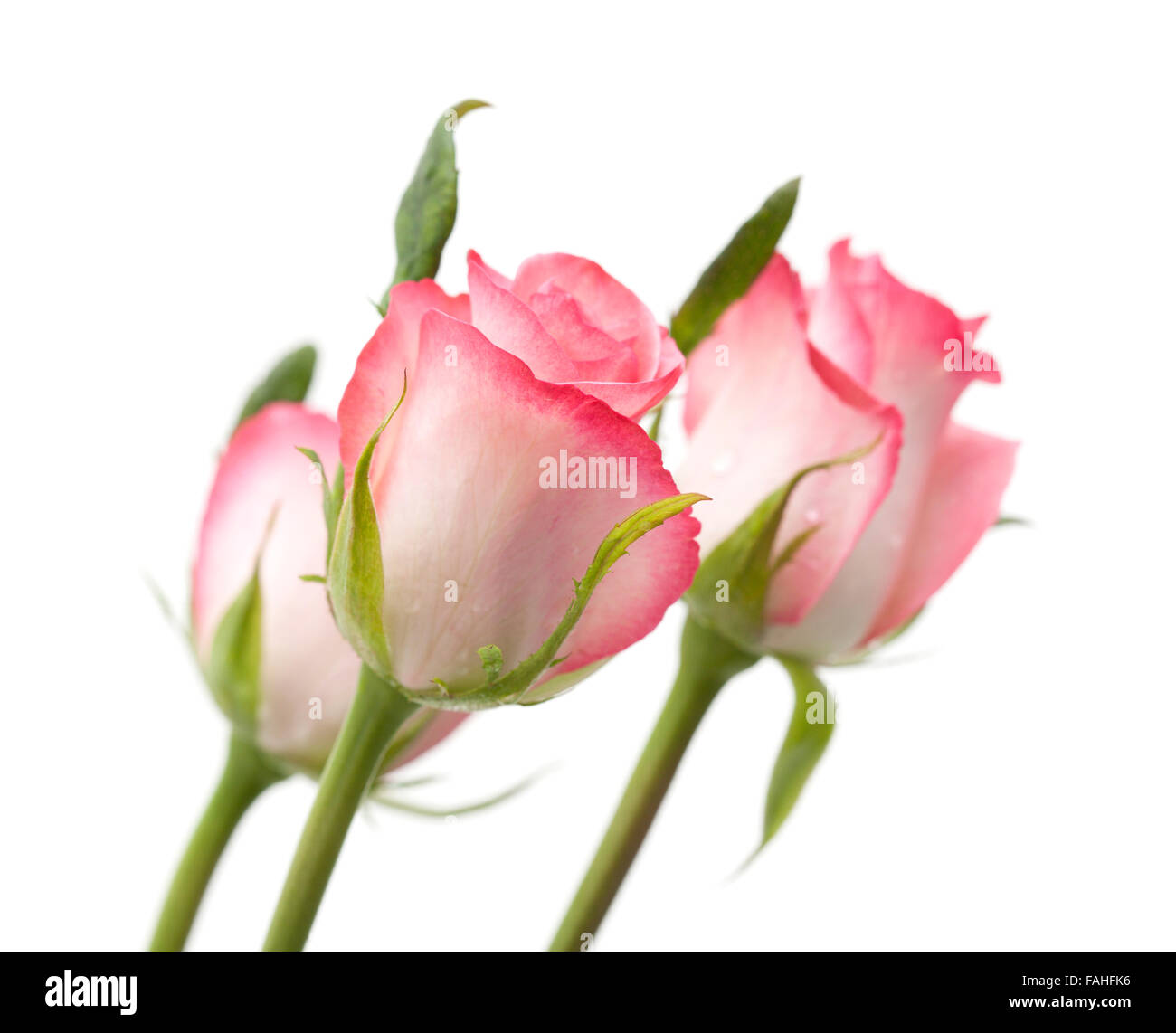 gentle pink rose flower isolated on white background Stock Photo - Alamy