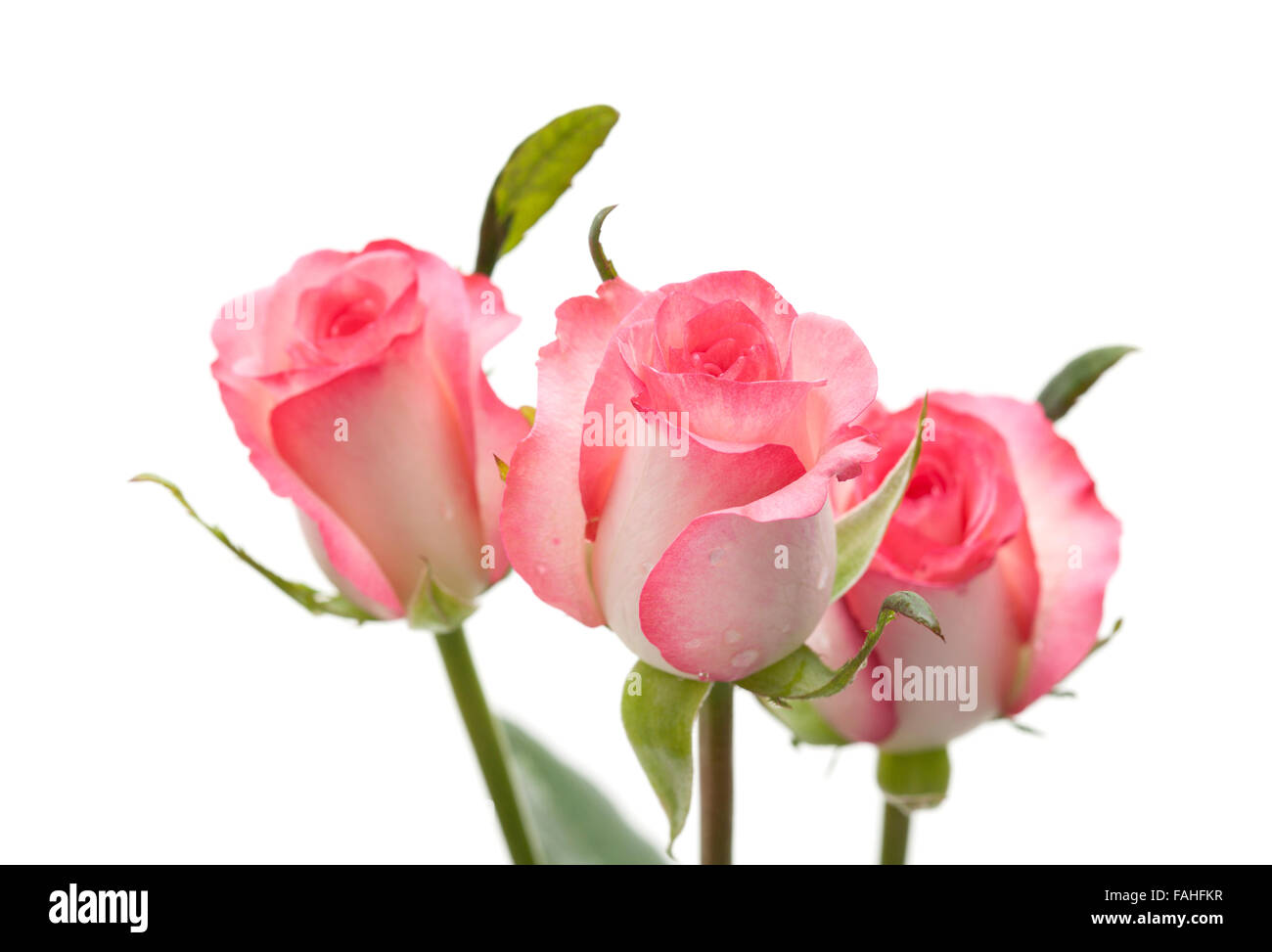 gentle pink rose flower isolated on white background Stock Photo - Alamy