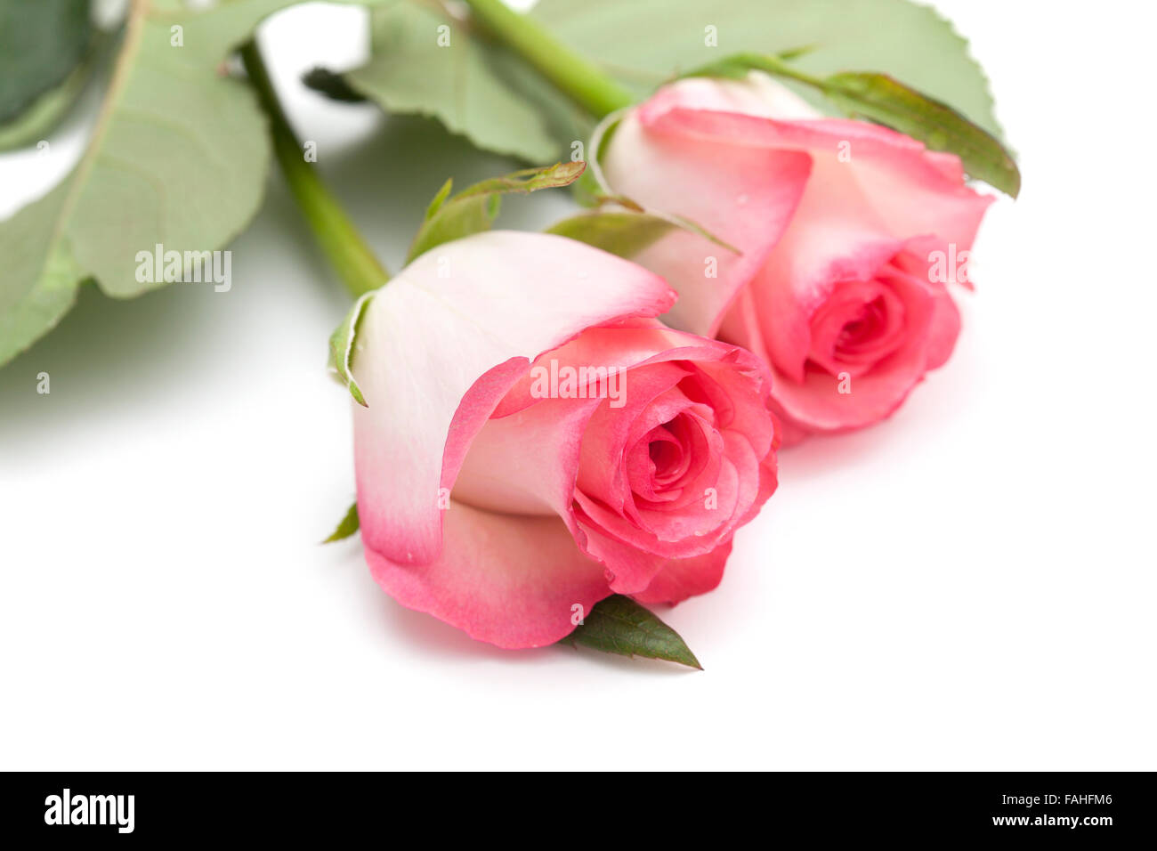 gentle pink rose flower isolated on white background Stock Photo - Alamy