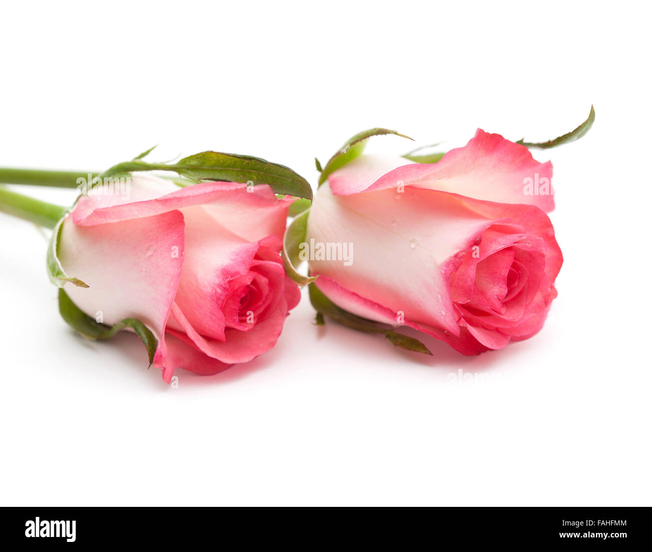 gentle pink rose flower isolated on white background Stock Photo - Alamy