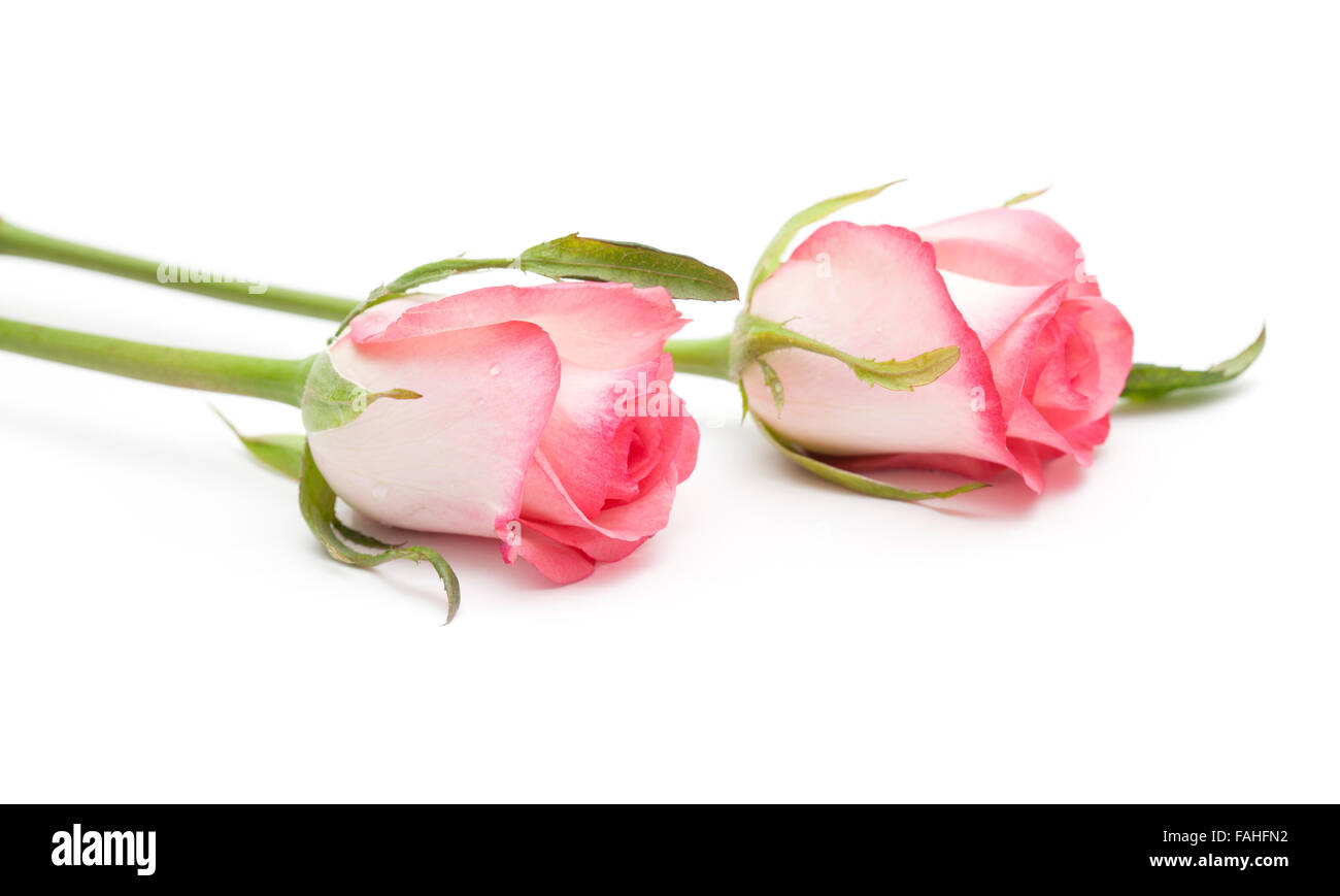 gentle pink rose flower isolated on white background Stock Photo - Alamy