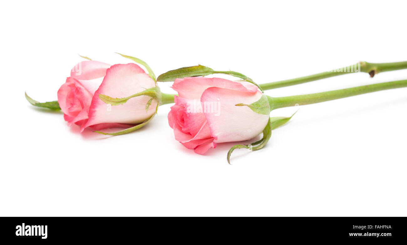 gentle pink rose flower isolated on white background Stock Photo - Alamy