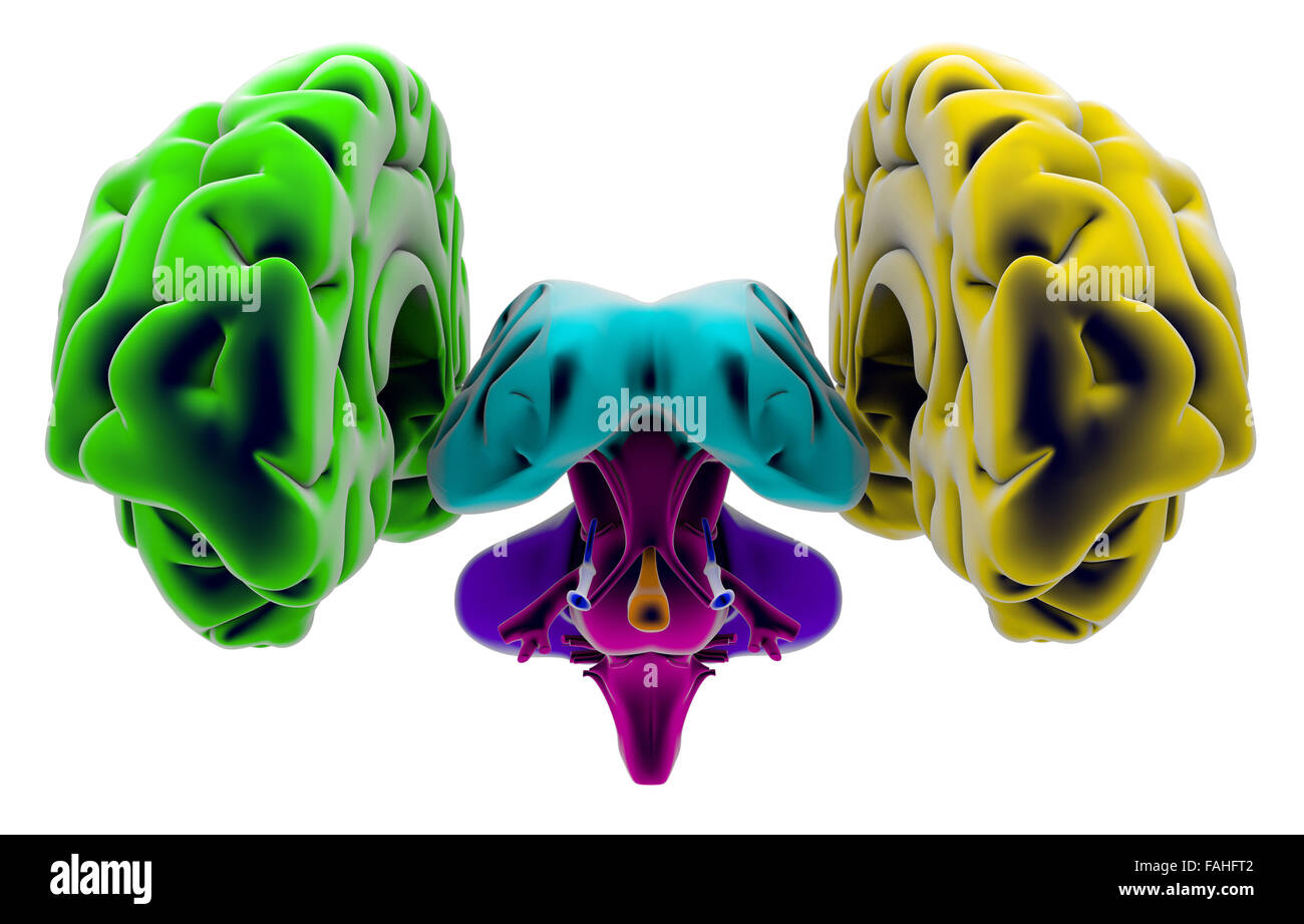 Brain, section, division, cutting parts, anatomy study Stock Photo - Alamy