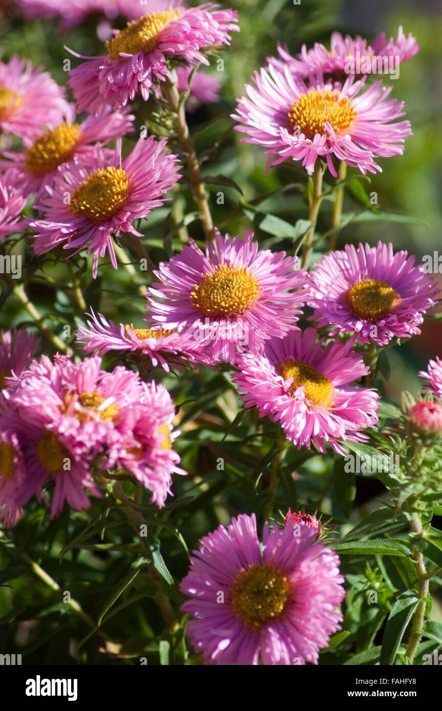Aster Flower (Asteraceae Stock Photo - Alamy