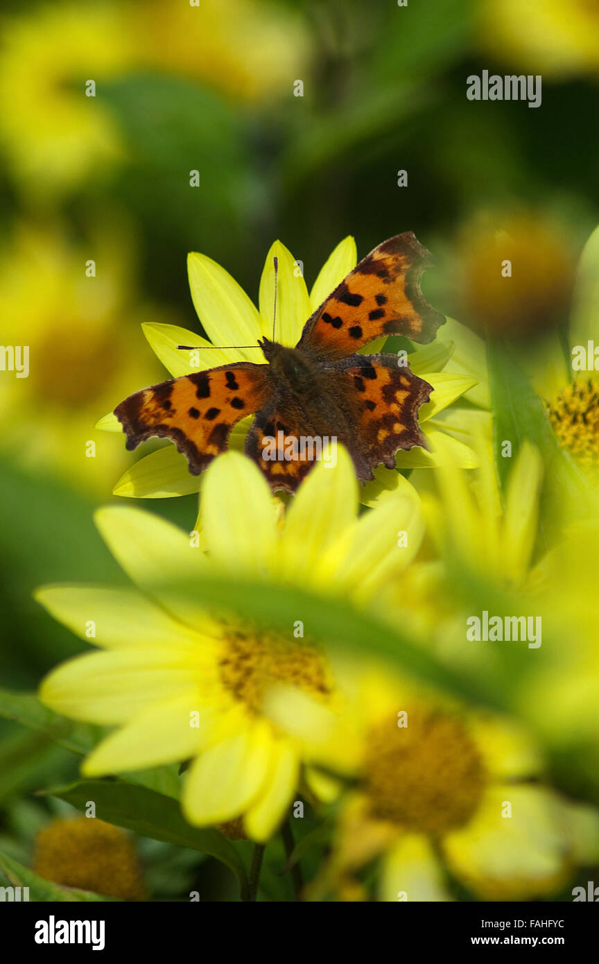 Comma Butterfly (Polygonia c-album Stock Photo - Alamy