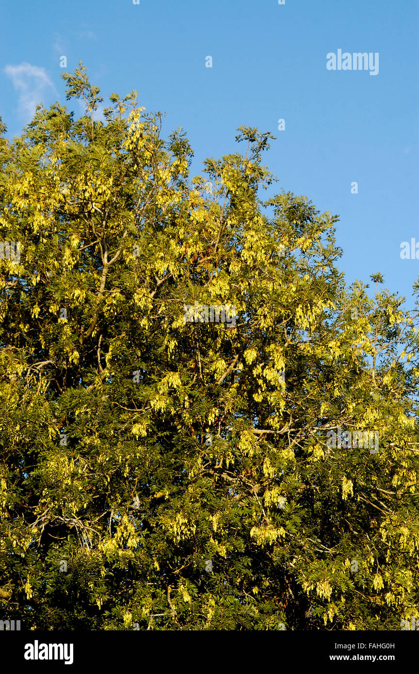 Quinine tree hi-res stock photography and images - Alamy