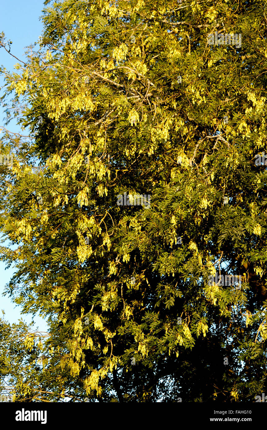 Quinine tree hi-res stock photography and images - Alamy