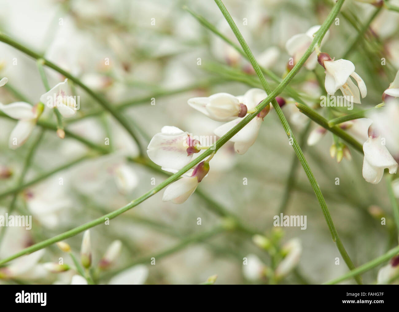 Bridal veil retama hi-res stock photography and images - Alamy