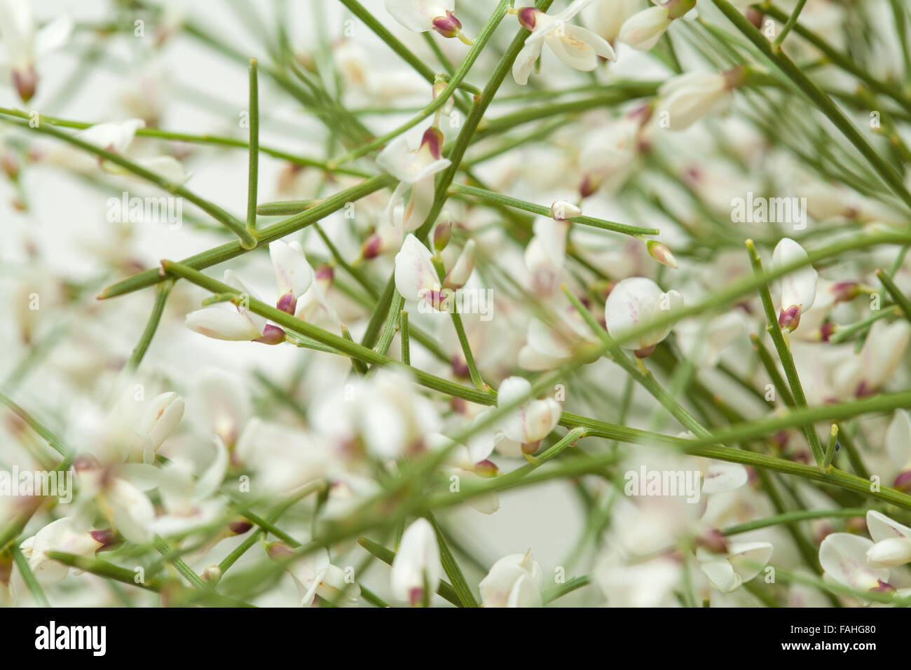 Bridal veil retama hi-res stock photography and images - Alamy