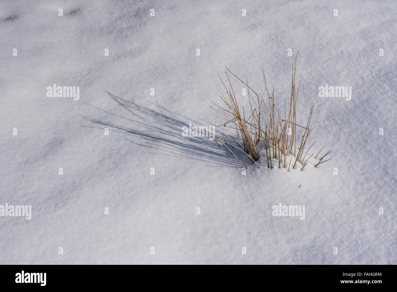 Tussock grass lake hi-res stock photography and images - Alamy