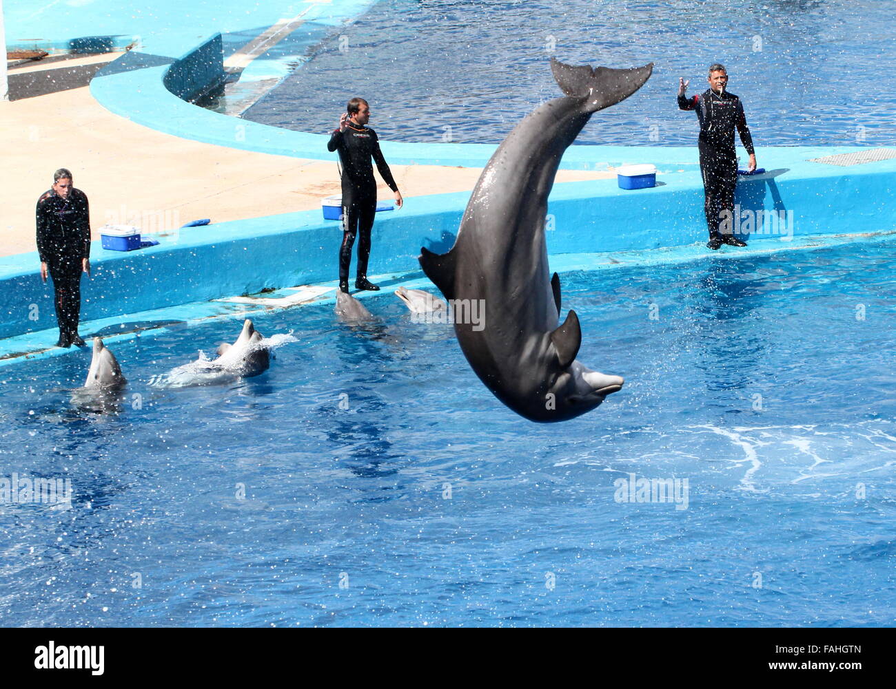 Bottlenose dolphin performing at Loro Parque Zoo & Marine Park in ...