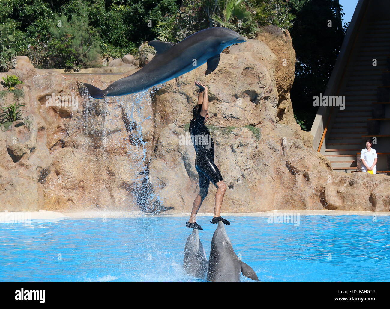 Bottlenose dolphin jumping over a male trainer at Loro Parque Zoo ...