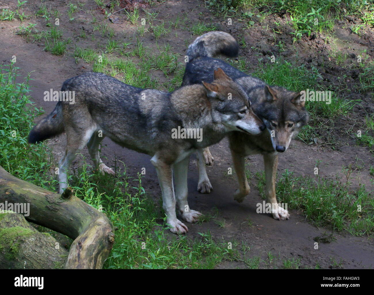 Pair of frisky European Grey Wolves (Canis Lupus Stock Photo - Alamy