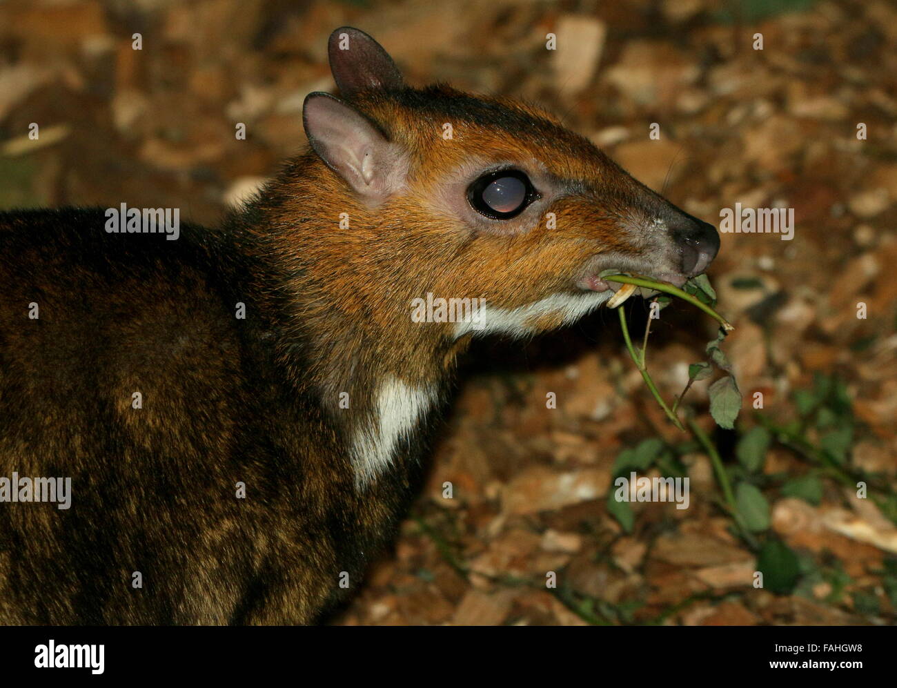 Philippine Mouse Deer Pilandok