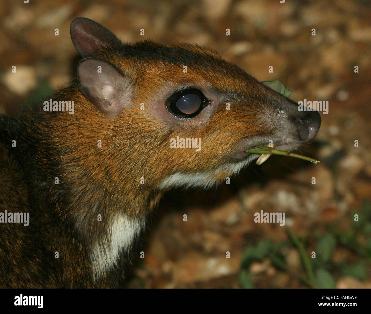 Philippine Mouse Deer Pilandok